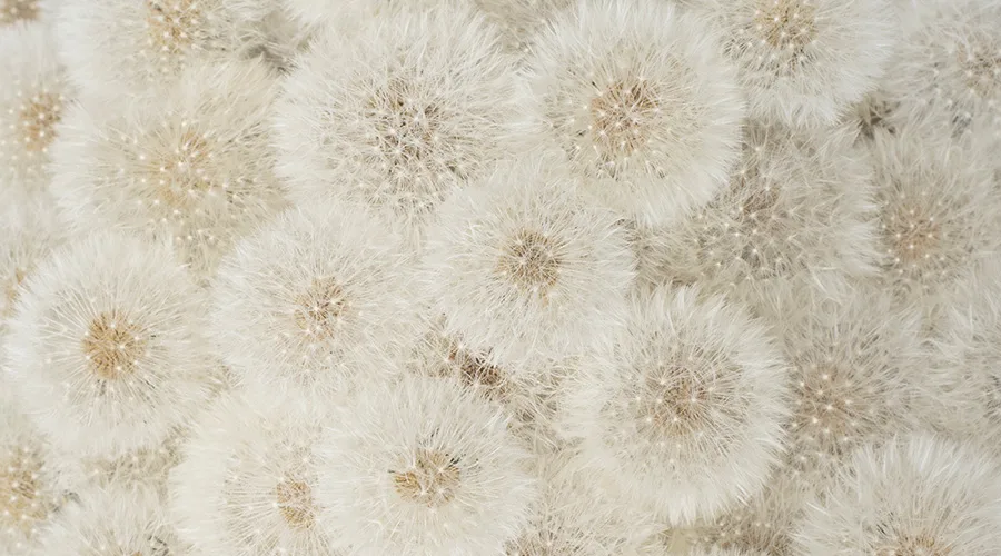 Pantone Color of the Year 2026 in Contemporary Art: Cloud Dancer | Affordable Art Fair